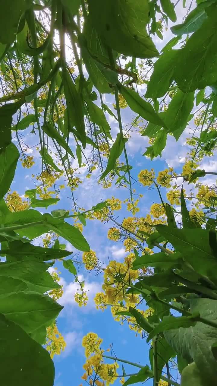 镜头下的金色海洋:油菜花田拍摄秘籍,引爆朋友圈热潮