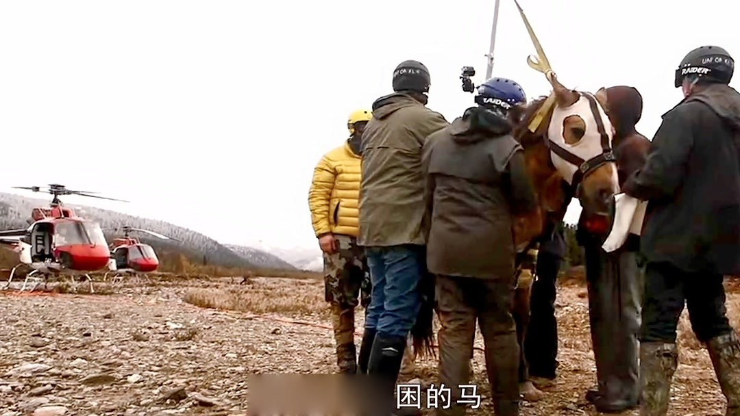 老外模拟实验,用 直升机救马万万没想到马最后是这个反应
