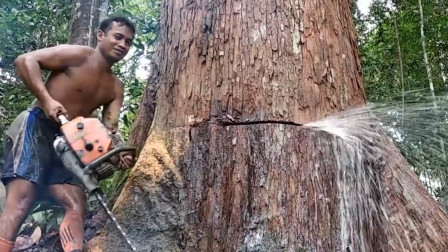 伐木工砍伐大树,刚锯到一半,大树喷涌出“眼泪”,怎么回事?
