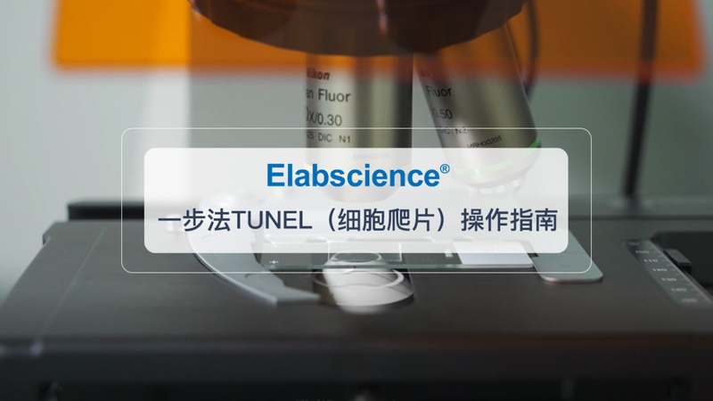 一步法TUNEL(细胞爬片)操作指南