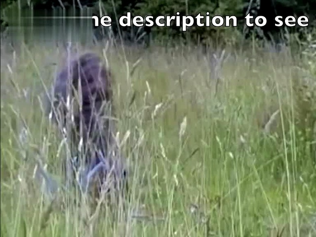 【动物】倒立行走的狗狗