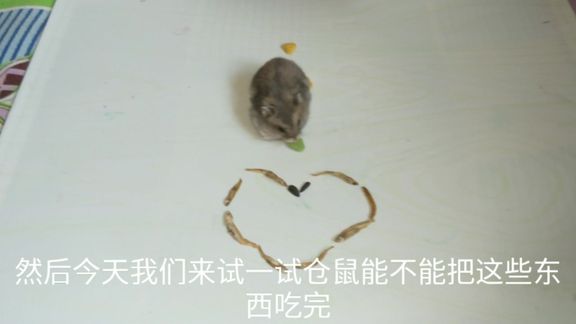 仓鼠嘴里能装多少粮食