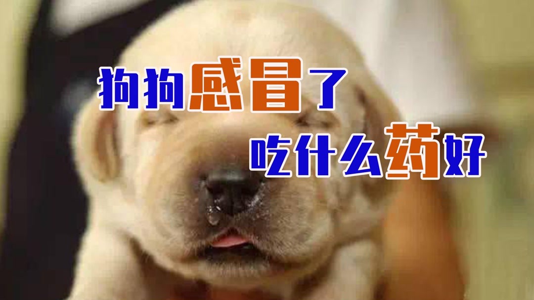 狗狗感冒了吃什么药好