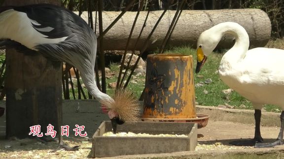 实拍动物园几种鸟类和谐共处没有争风吃醋
