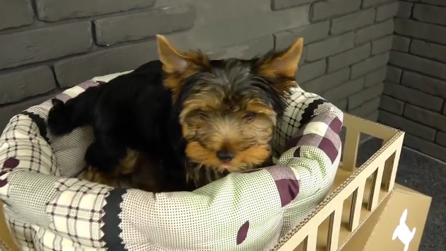 如何用纸板给自家狗子做个窝,这个主人太优秀了吧