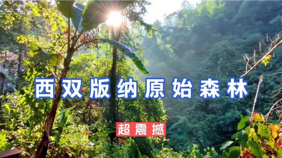 云南 西双版纳原始森林公园 超震撼的原始雨林