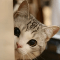 大鱼用户1539339018891126 