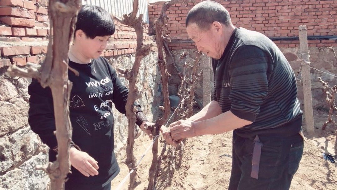 你知道葡萄怎么生长出来的吗?71老大爷为你记录葡萄生长视频!