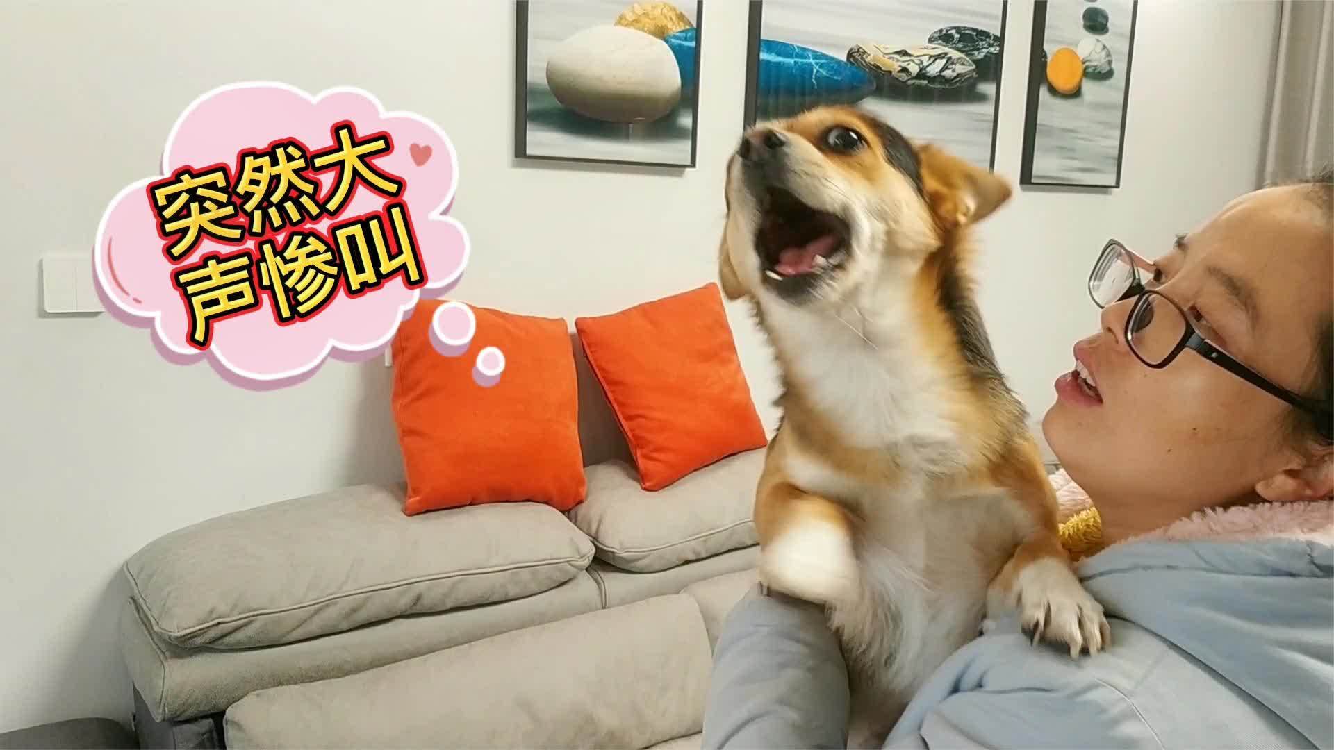 狗狗突然大声惨叫,当看到它痛苦的表情时,主人心疼的快哭了!