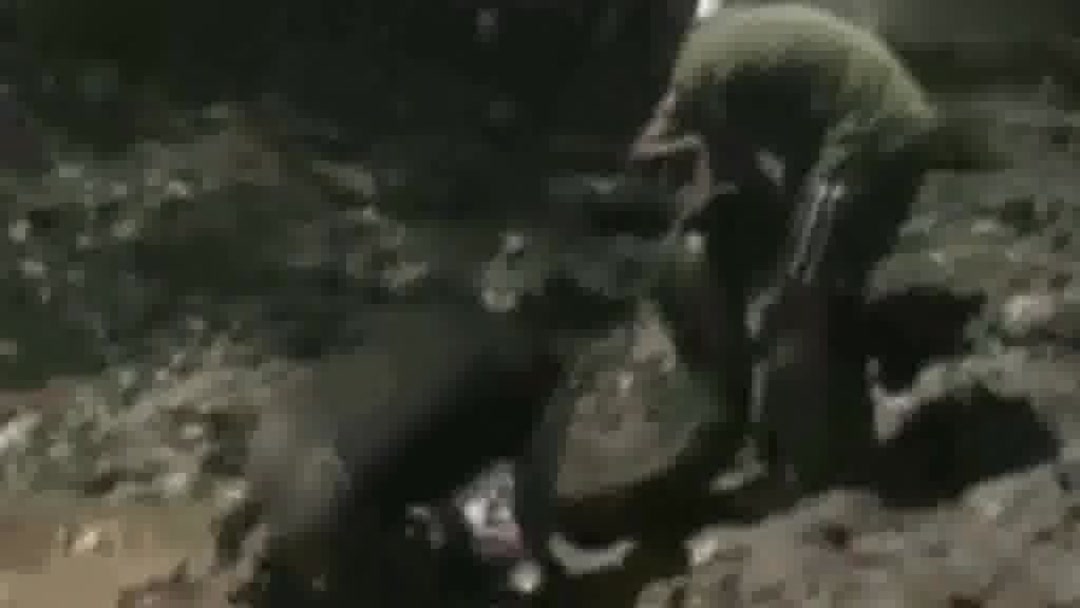 【动物世界】传说世界上最大的蟒蛇~