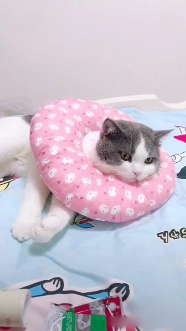 真的生气起来能把自己踹死 挠痒痒吐舌头真的是萌死了 #我给老师比个...