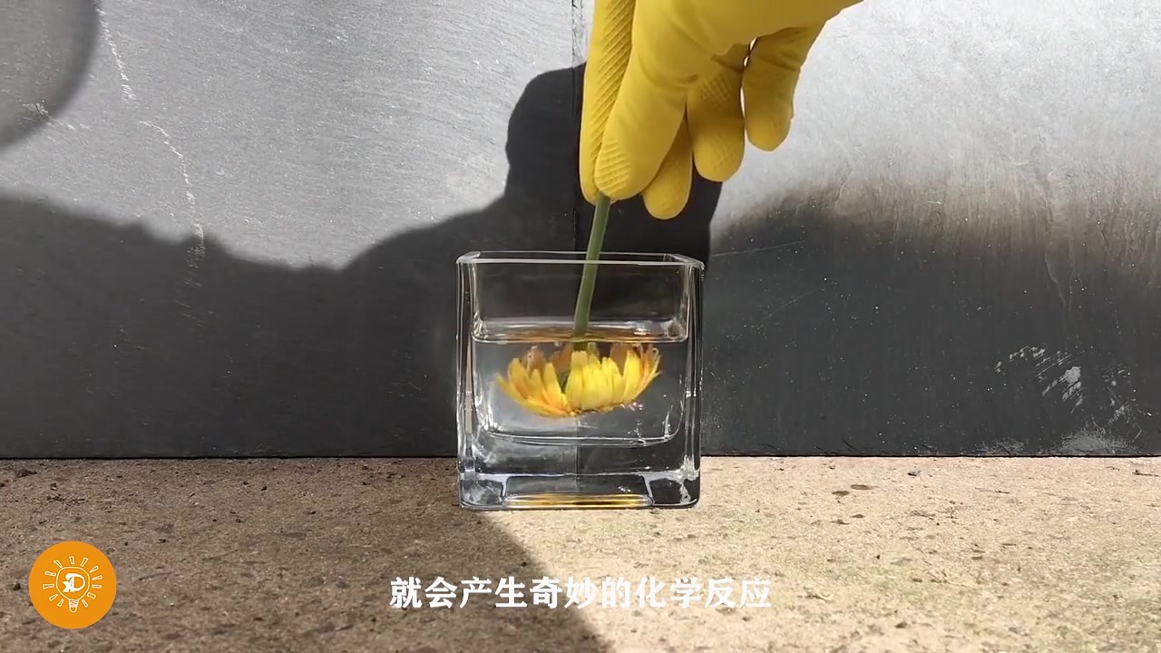 亲自实验,将鸡蛋放入氯化氢中会发生什么?这结果能看好久