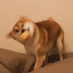布吉的日记 