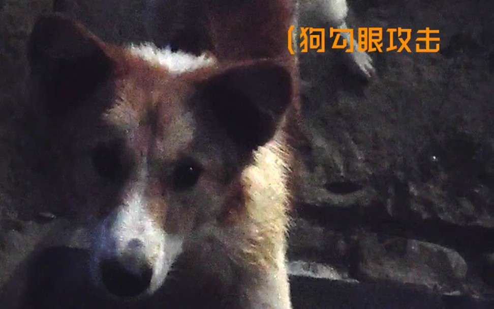 小狗狗生气气()