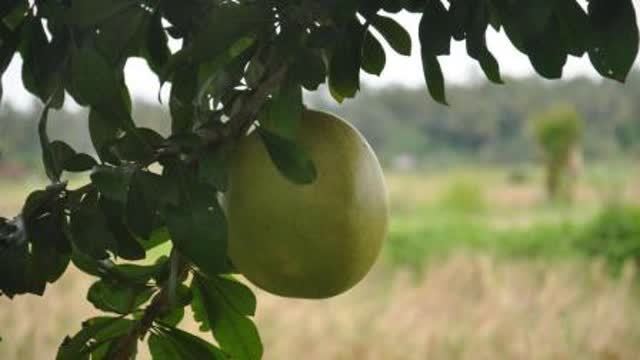 世界上杀伤力最大的树,果实如同定时炸弹,爆炸威力让众人畏惧!