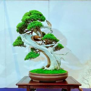 无名玩盆景 