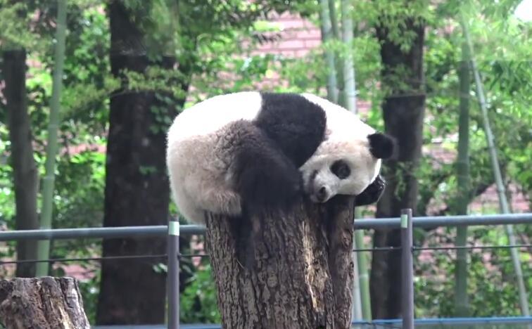 日本动物园每天拿只玩具熊猫摆在树上“糊弄”游客,有意思吗?