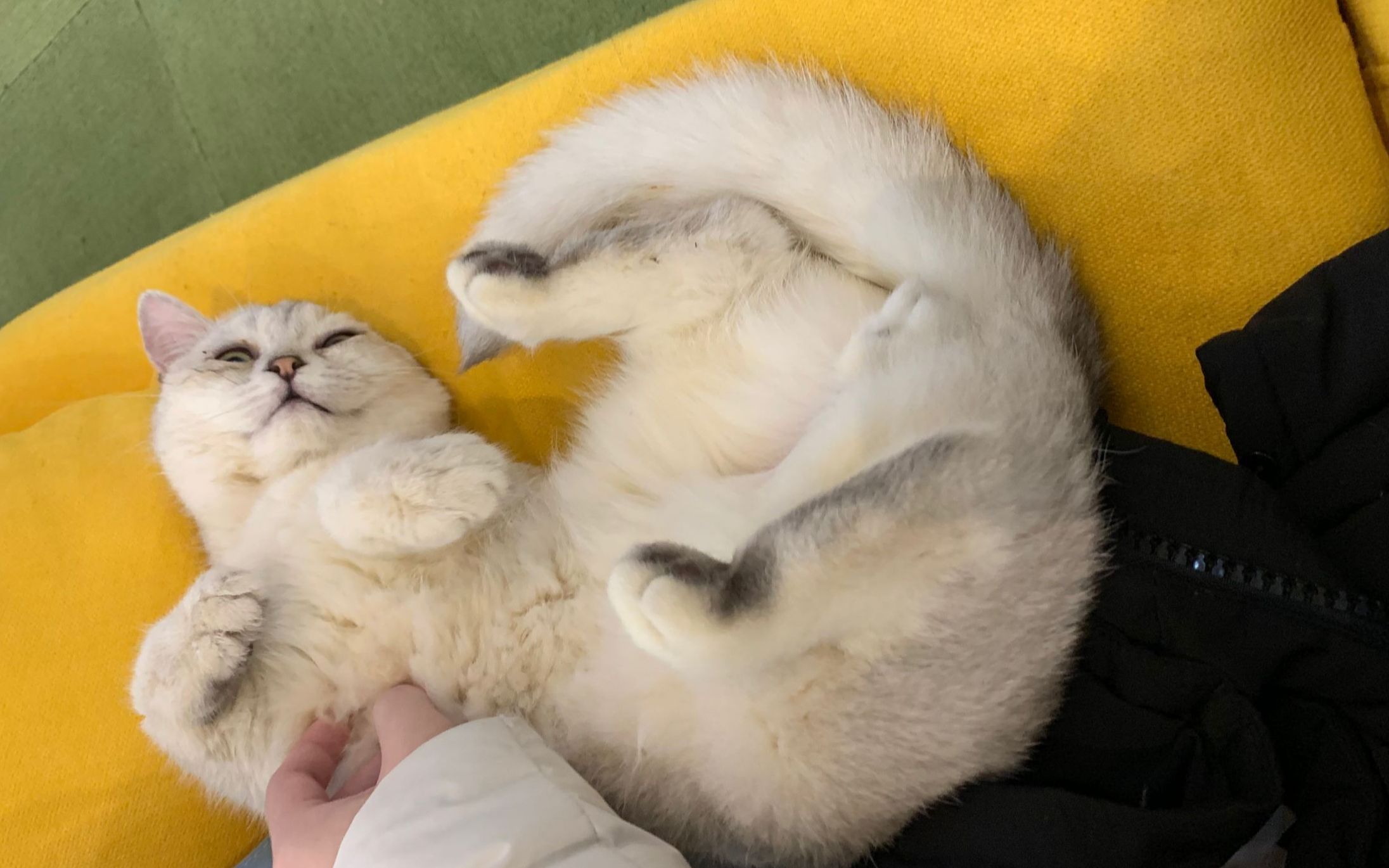 大型awsl现场!睡觉撒娇眨眼wink(ฅ´ω`ฅ)摸摸各种各样毛绒绒的猫猫~