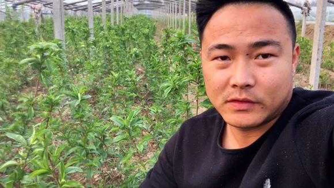 当年新种植的桃树 做好这第一步 才为以后的管理打下"基础"