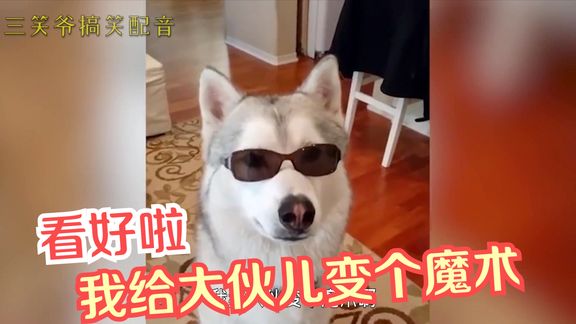 搞笑配音:搞笑动物合集,来,我给大伙儿变个魔术