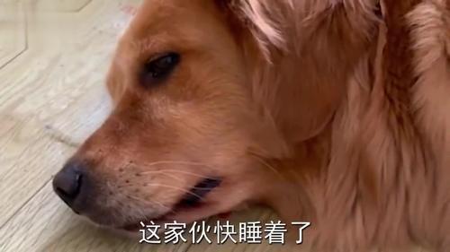 主人说有收狗的来了,狗子不信,听说带很多人过来,狗子急了