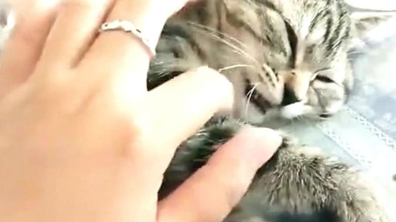 会撒娇的小猫咪,看见主人来了,立马开始卖萌