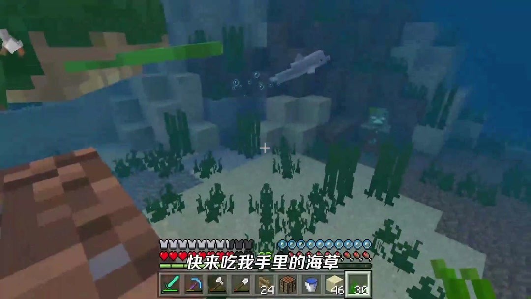 我的世界:大概是mc中第一个卵生生物,千辛万苦终于生了海龟蛋