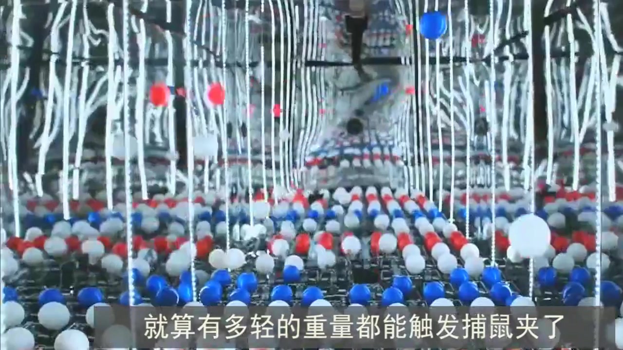 将10万个捕鼠夹摆好,扔进一颗乒乓球会怎样?镜头记录全过程