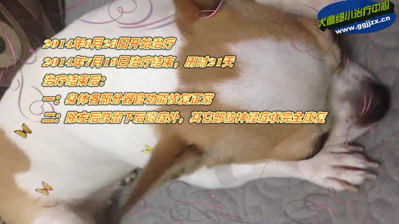 成都兔兔犬瘟晚期神经症状治愈过程