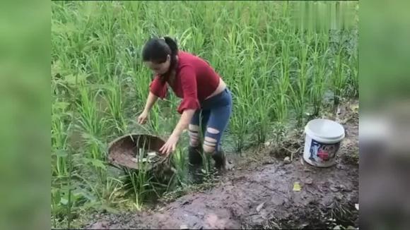 在稻田里抓鱼,路滑不好走!