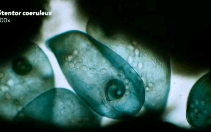 【微观】显微镜下的世界