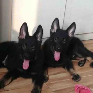虎子私人犬业 