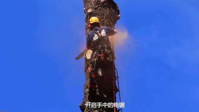 实拍伐木工人砍伐百米大树,场面危险,网友:很那看到的画面