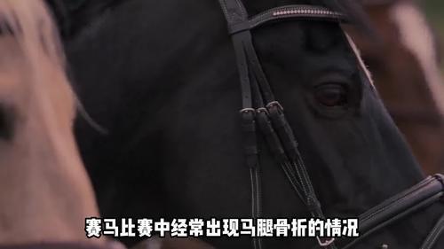 赛马腿骨折就被安乐死,为何不能给马安个假肢?