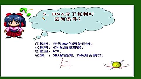 高中生物必修二DNA的复制过程3