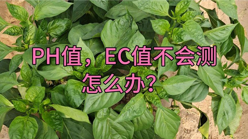 PH值,EC值不会测量,就不能提高肥料利用率了吗?
