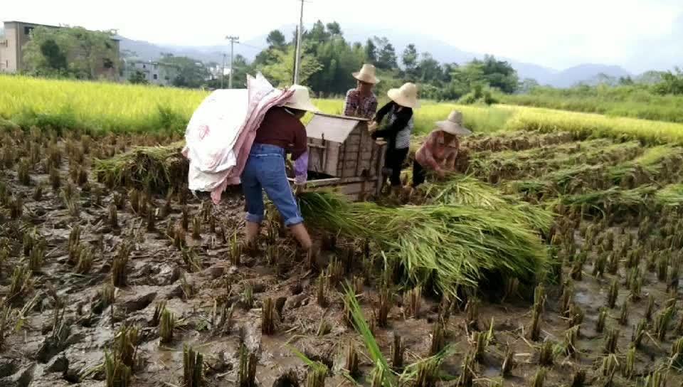 传统收稻谷方式你熟悉吗?农村小妹十多年没收割稻谷还是一样熟练