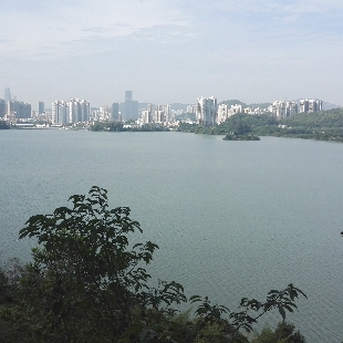 东阳之花64255199 