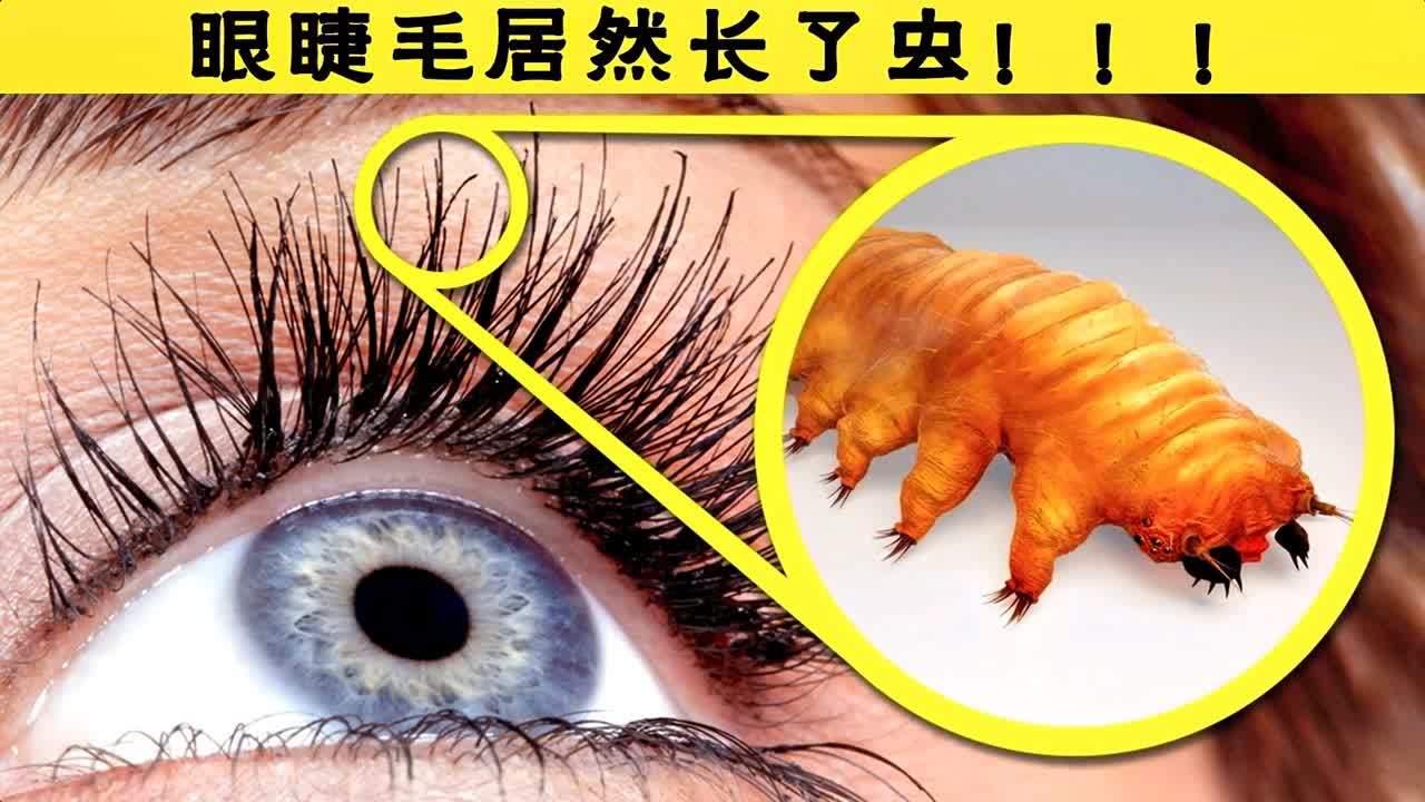3个你不知道的奇怪事实!睫毛里居然长螨虫?快看看你有吗