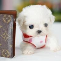 babyvivi 