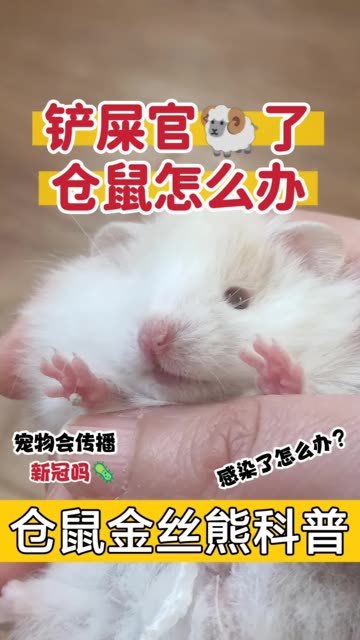 仓鼠会传染新冠吗?怎么减少染病风险?主人阳了,宠物怎么办?宠物染上.