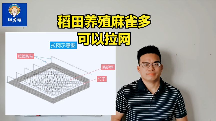 稻田养殖麻雀多,可以采用拉网方式。田老头螃蟹养殖