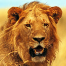 此号停更新号奇趣世堺 