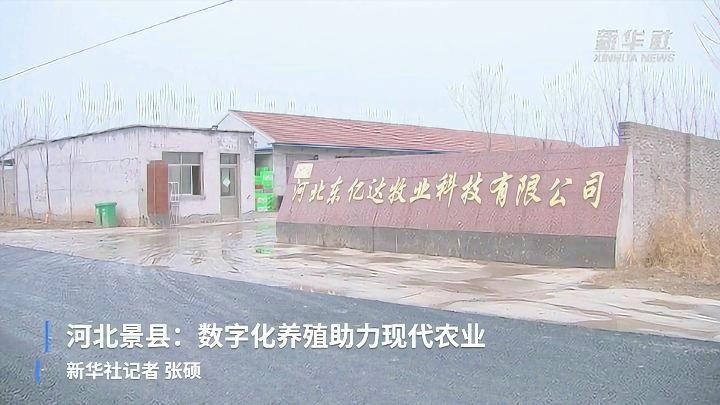 .b>景县:数字化养殖助力现代