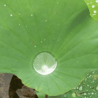 青青一汪水 