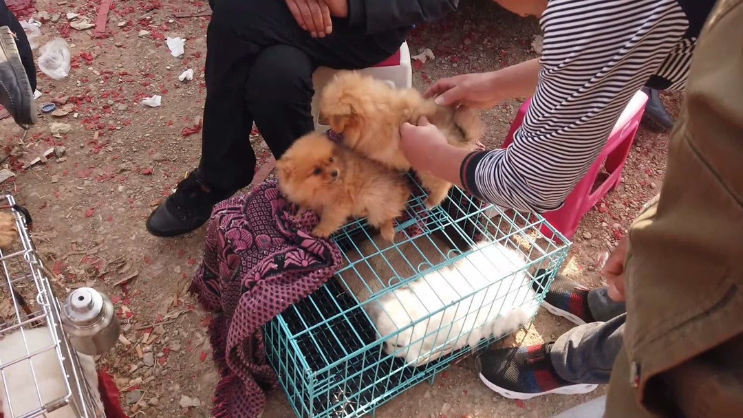 狗市偶遇两只宠物幼犬,品种是博美,非常的蠢萌可爱!