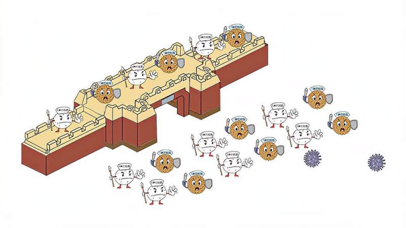 新冠疫苗常识:如何起作用、接种后多久可产生抗体?都该看看