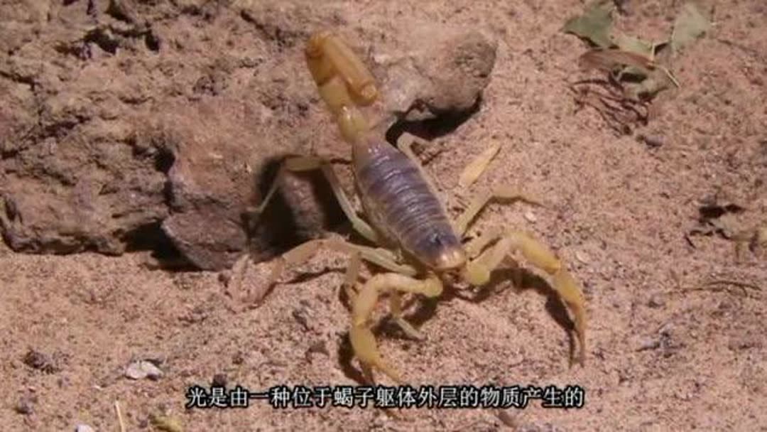 蝎子的故事(第一集)