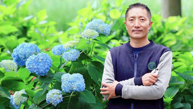 节气短视频|芒种