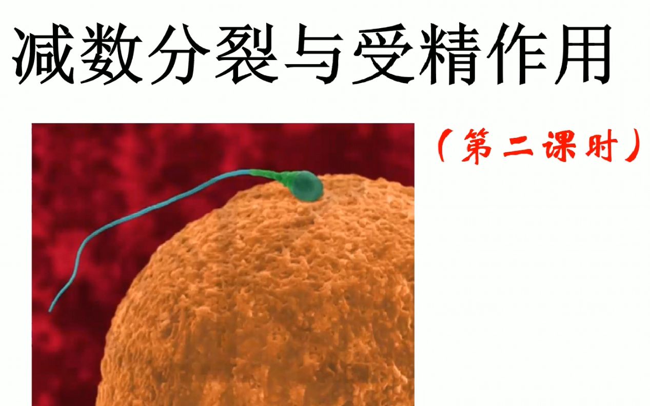 【生物】减数分裂与受精作用(第二课时)(博师高级中学)2020.3.20